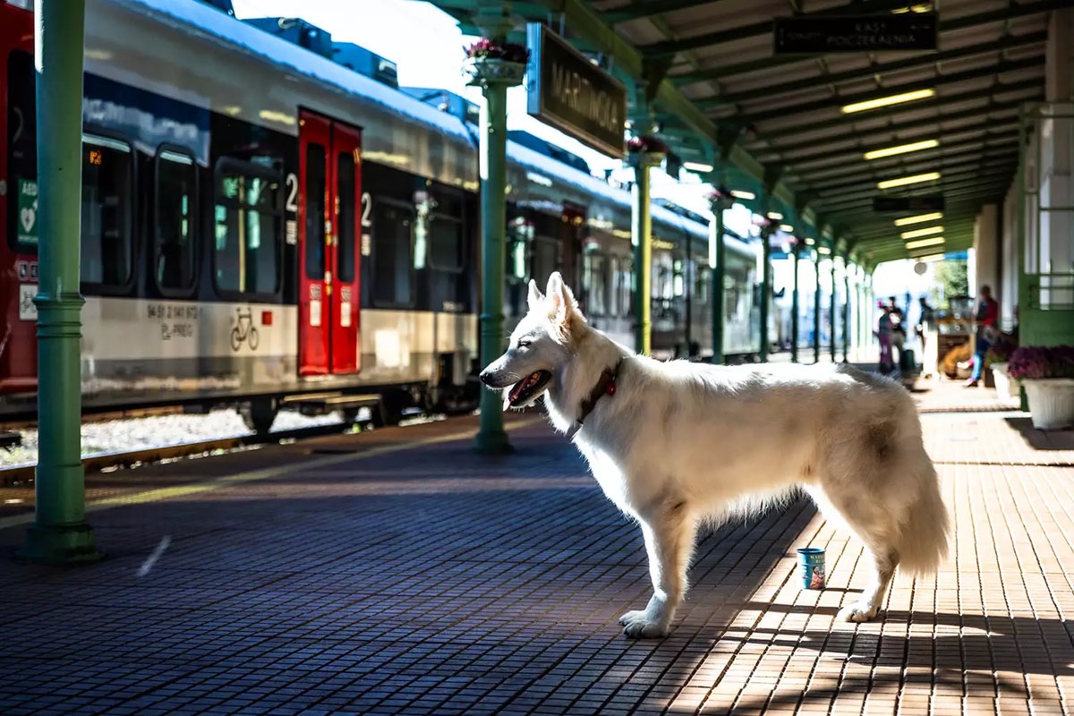Forum Cinemas - Lampo the Travelling Dog 2